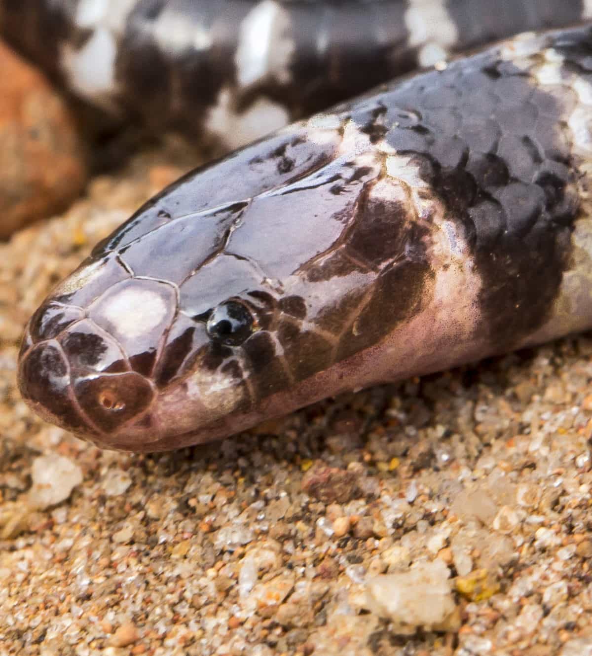 Beautifully striped, terribly in danger: Meet Australia’s bandy-bandy ...