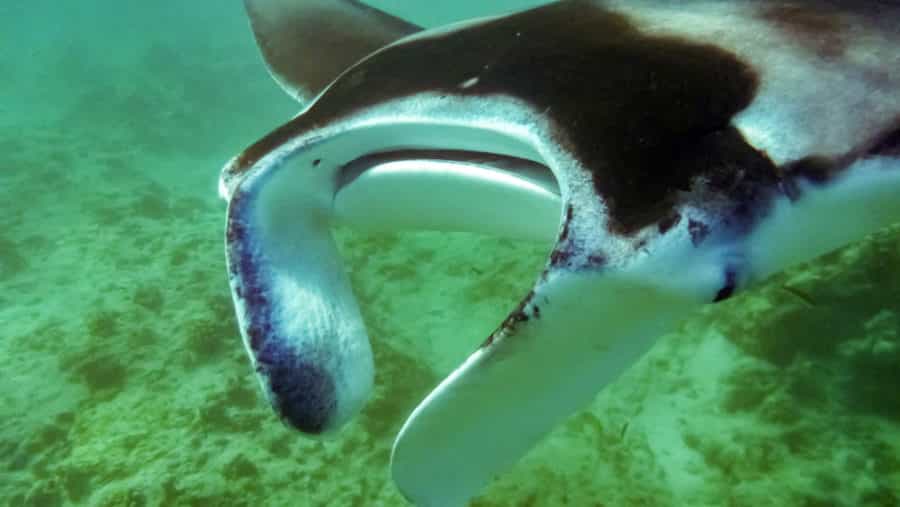 7 "spooky" sharks and rays to learn about this Halloween
