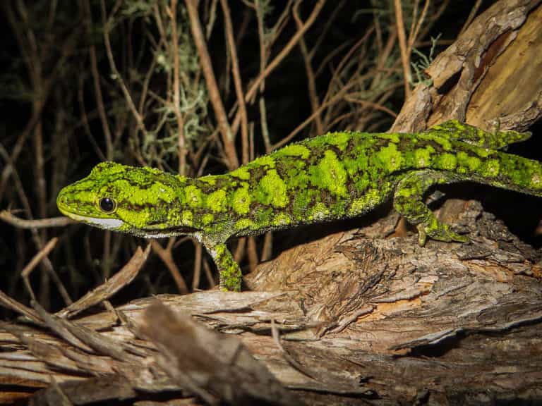 NZ’s jewelled gecko has some bizarre colour patterns