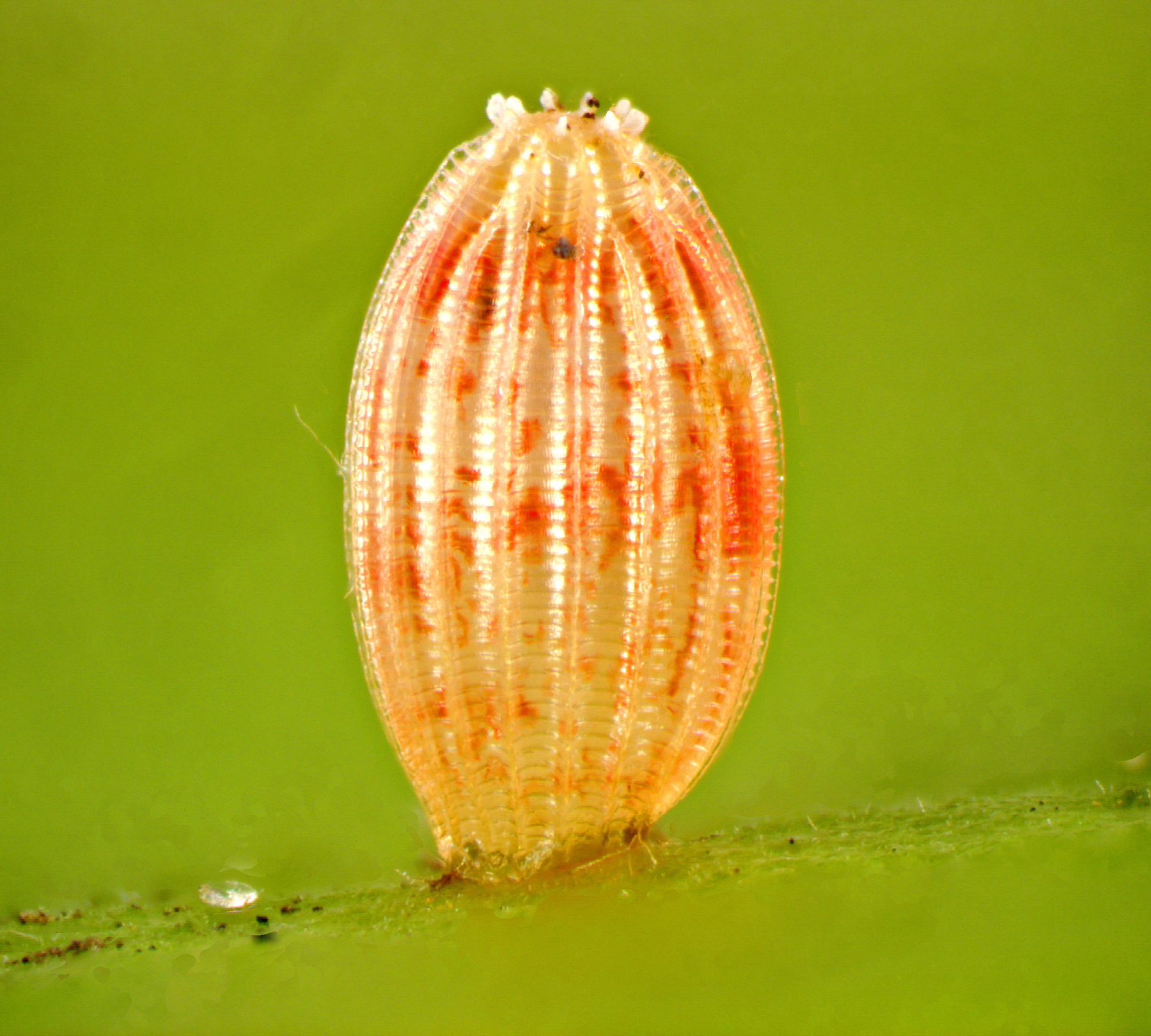 In pictures: Beautiful butterfly eggs - Australian Geographic