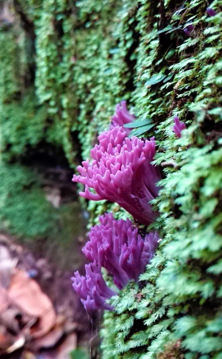 Meet Ilma Stone, who studied Australian moss for almost 60 years ...
