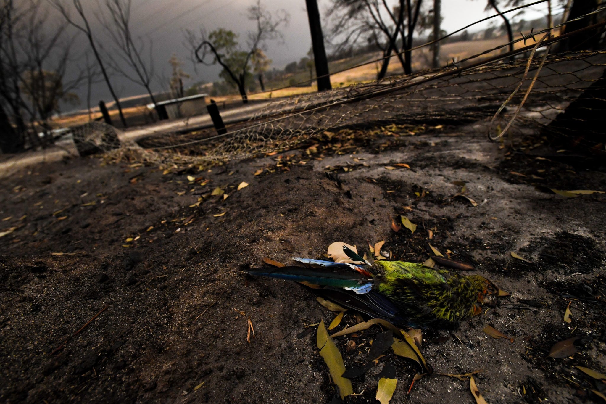A season in hell: bushfires push at least 20 threatened species closer ...
