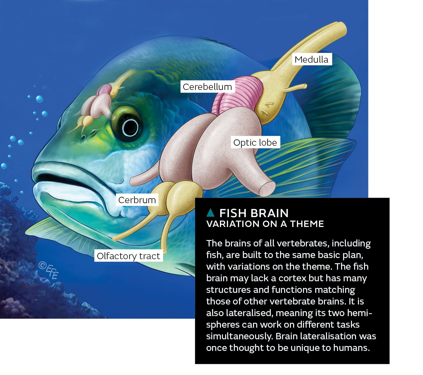 Underwater and underrated: The truth behind fish intelligence