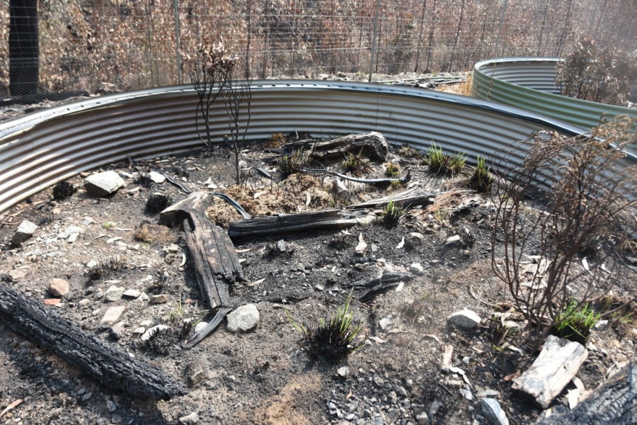 Australian Defence Force flies in experts to assess corroboree frogs ...