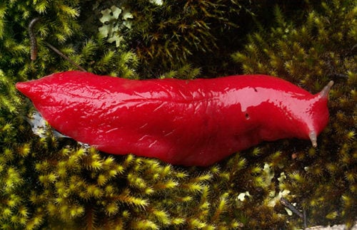 Rare neon-pink slug survives bushfires - Australian Geographic