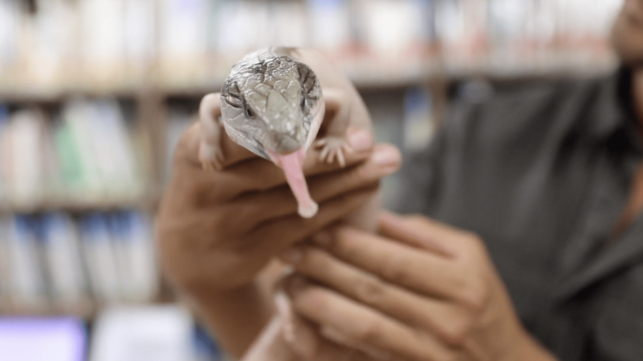 A rare, genetically mutated blue-tongue lizard finds a home ...