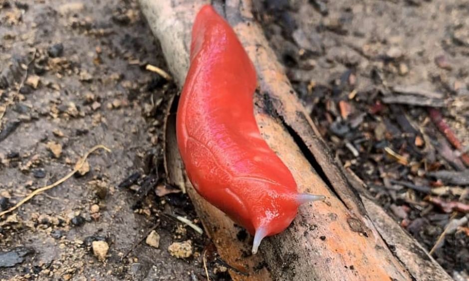 Rare neon-pink slug survives bushfires - Australian Geographic