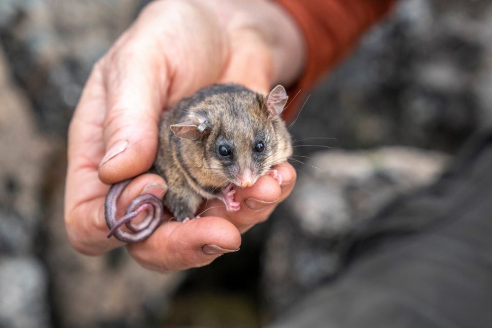 Smoky mouse miraculously survives bushfires, found in Kosciuszko ...
