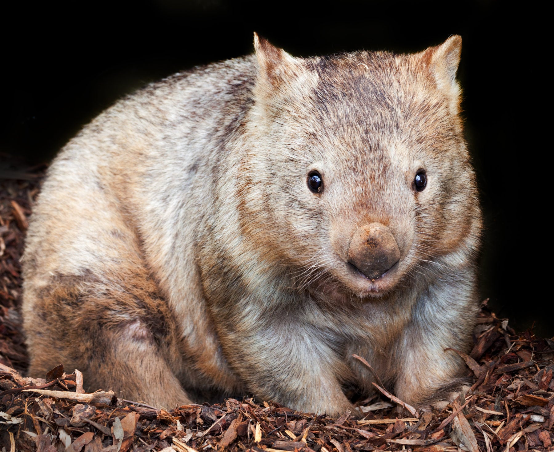 The truth behind heroic wombats