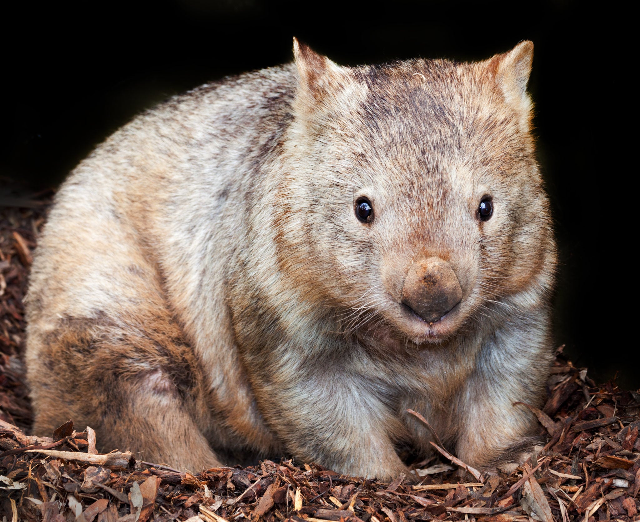 The truth behind heroic wombats