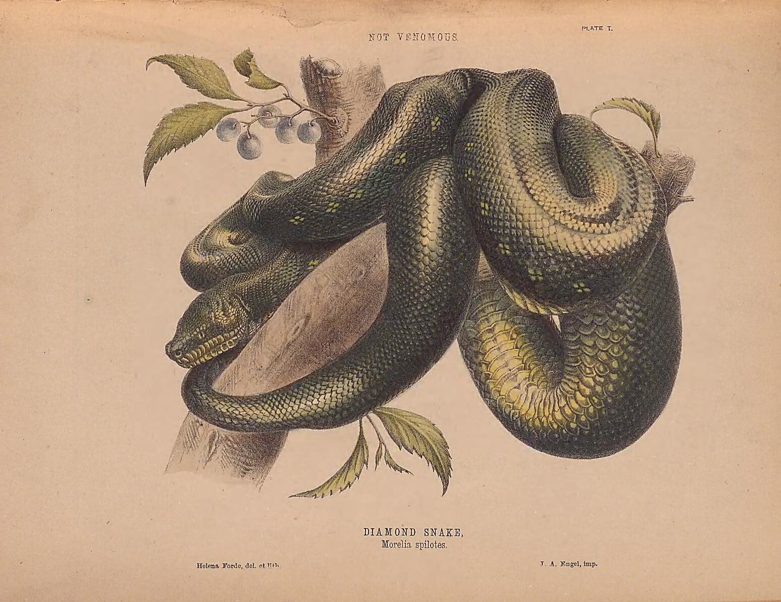 These illustrations of Australian snakes from 1869 are incredible ...
