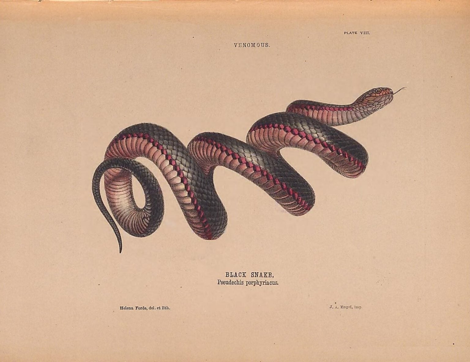 These illustrations of Australian snakes from 1869 are incredible ...