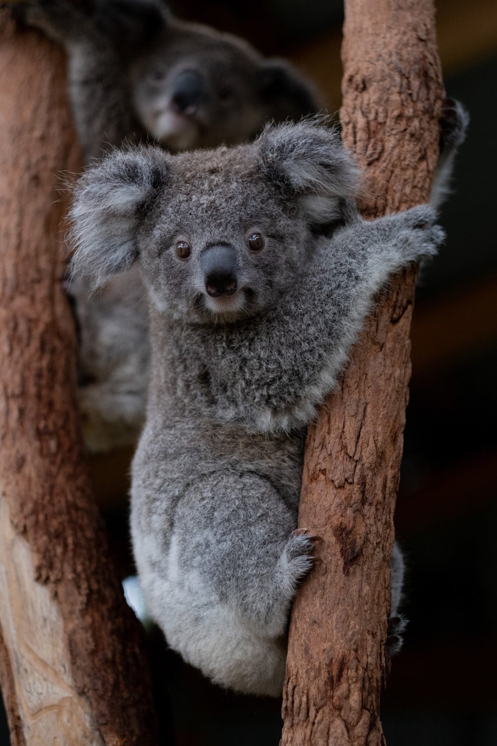 Help create a sanctuary for koalas - Australian Geographic