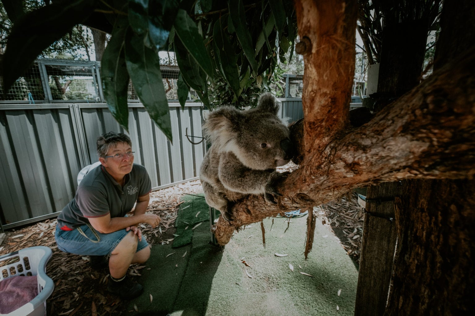 Our koalas: post-bushfire recovery and future challenges - Australian ...