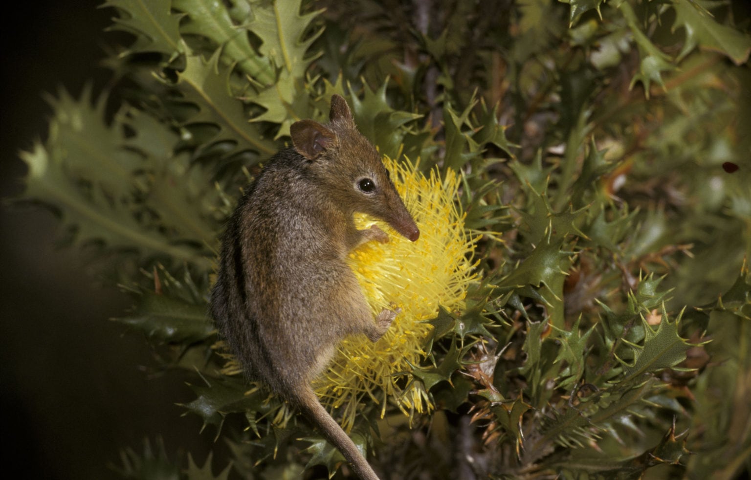 The plan to create a 1000km continuous corridor of bushland known as ...