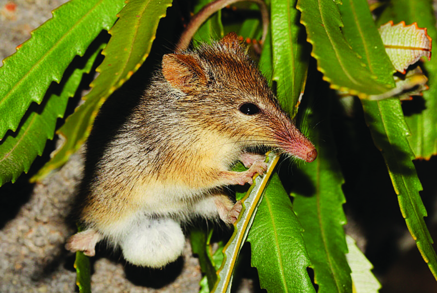 The plan to create a 1000km continuous corridor of bushland known as ...