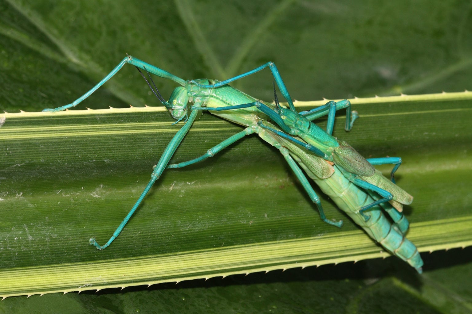 “The goal is to study stick insects until I die”: Meet ‘stickman ...