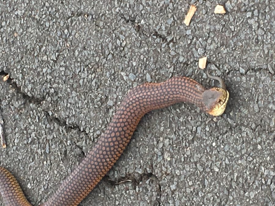 Female copperhead snake cannibalises mate - Australian Geographic