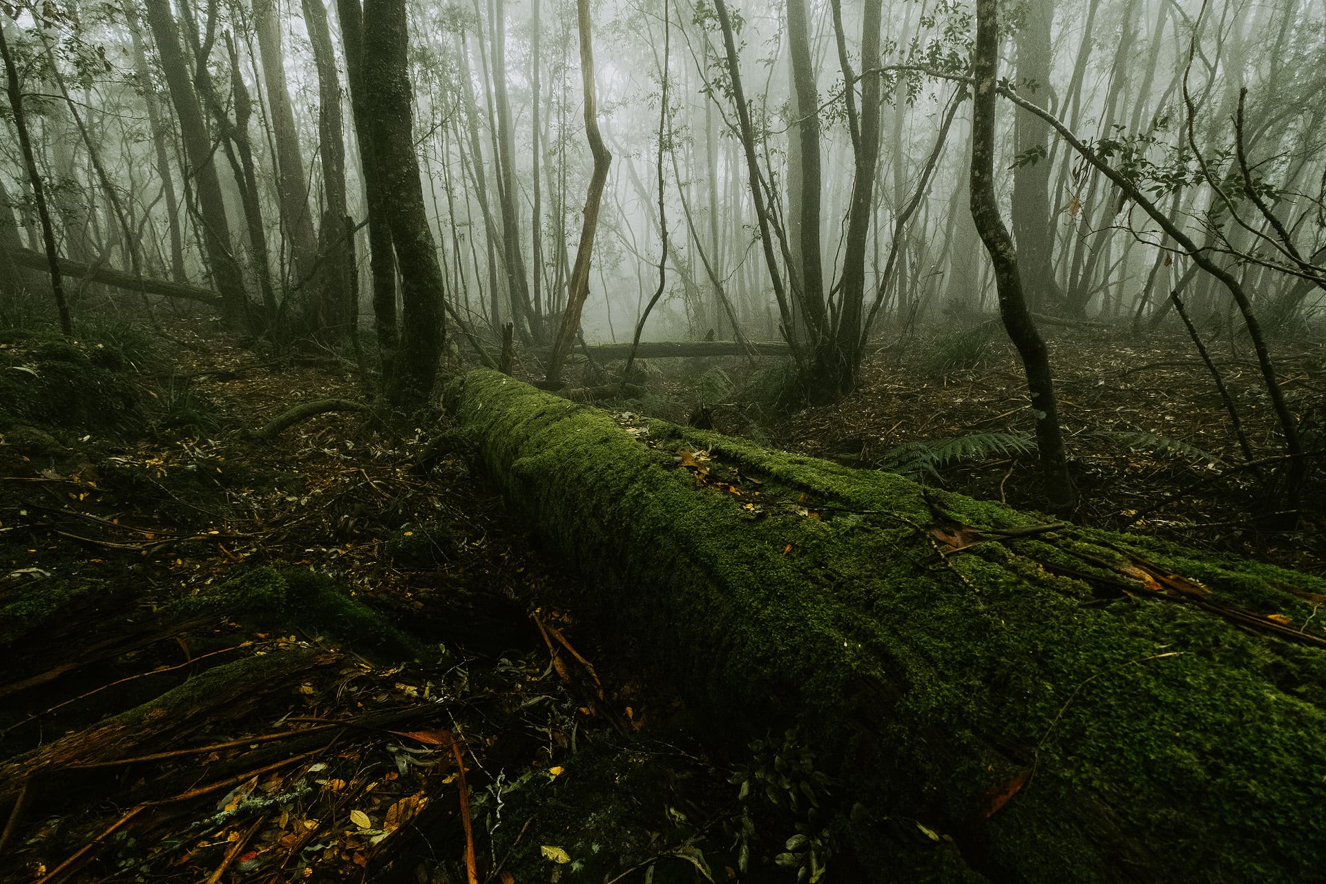 Photographing the forests