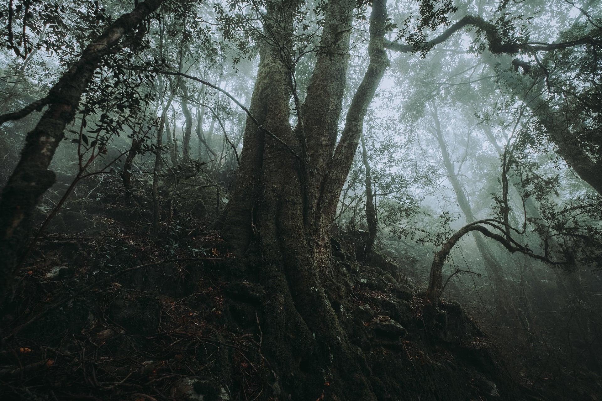 Photographing the forests
