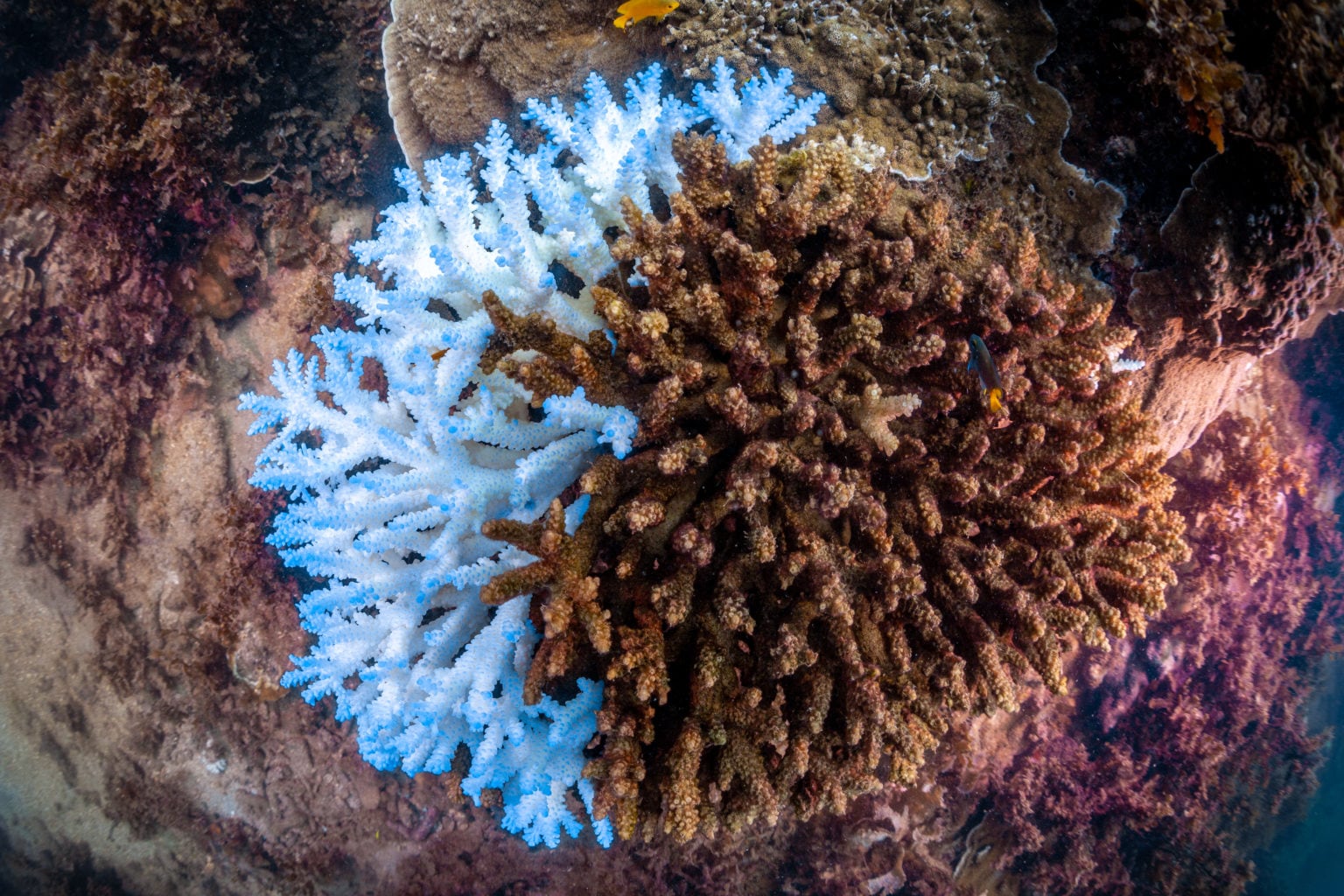 “An underwater bushfire”: third mass bleaching event in five years on ...