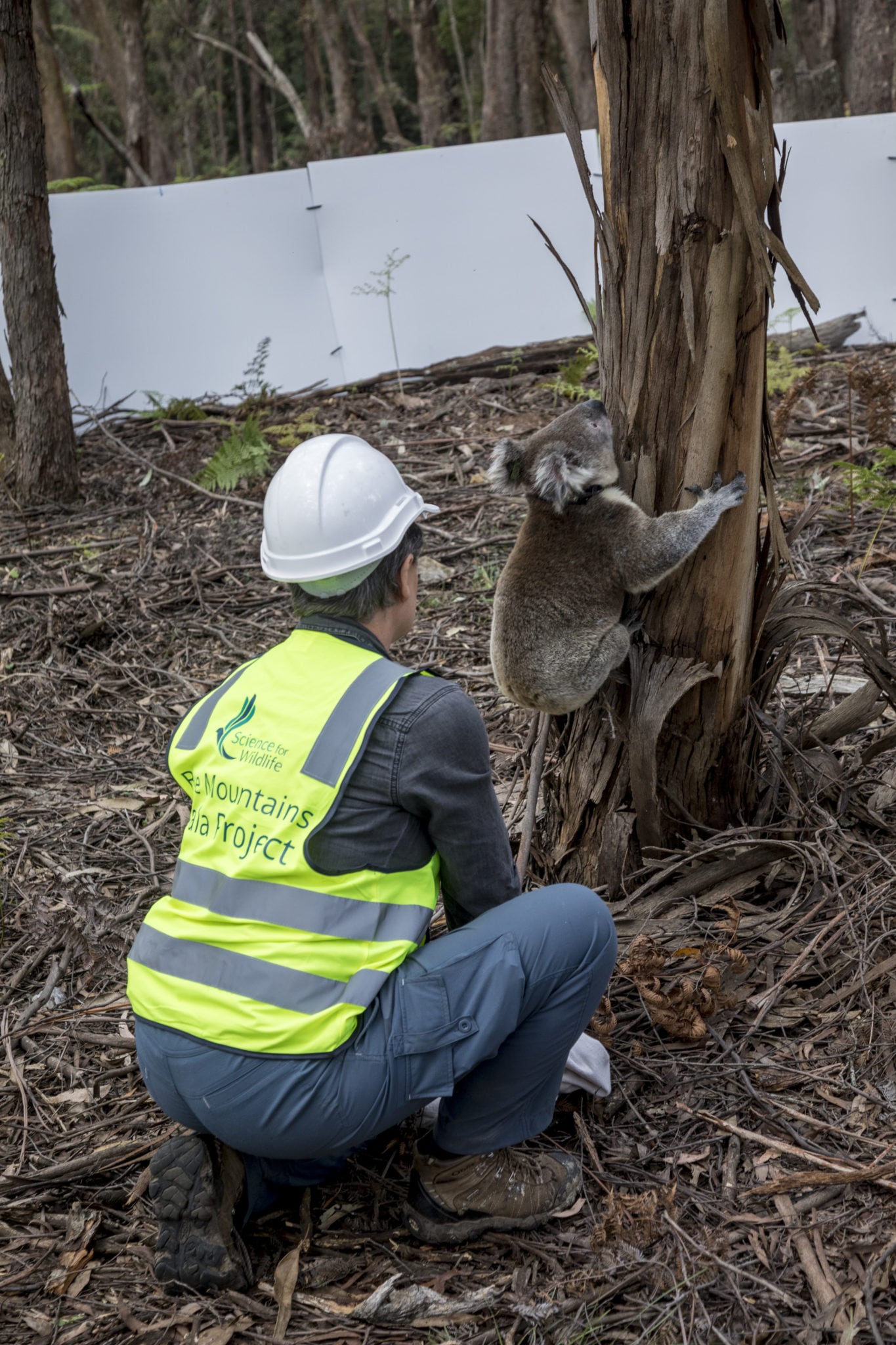 Koalas rescued from the bushfires make a return to the Blue Mountains ...