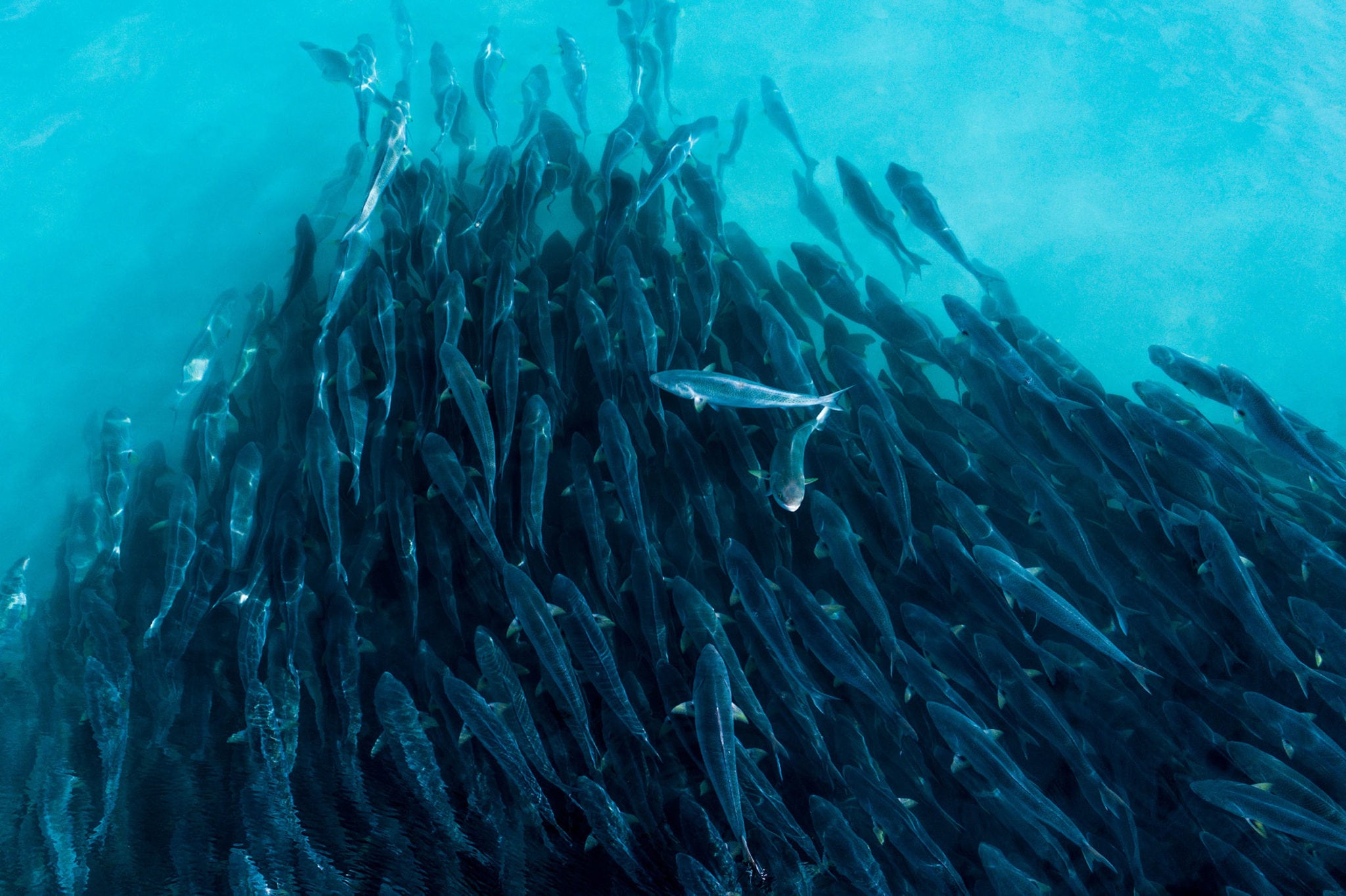 Capturing Western Australia's annual salmon run - Australian Geographic
