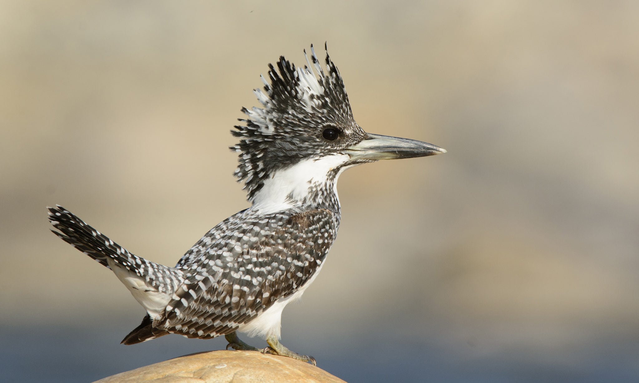 The crested kingfisher wears the most impressive crown - Australian ...