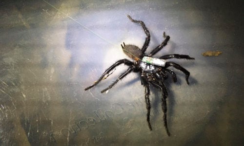 Sex Life Of Funnel Webs Caught On Camera Australian Geographic