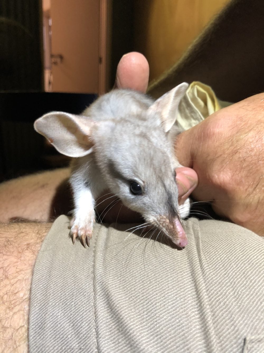 Bilby baby boom just in time for Easter - Australian Geographic