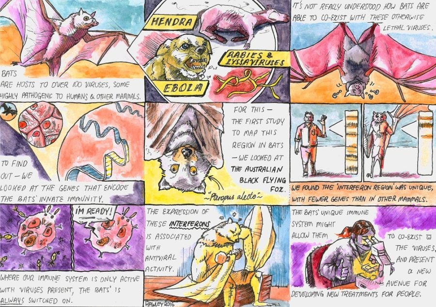 This is why bats can carry deadly disease with little effect on their ...