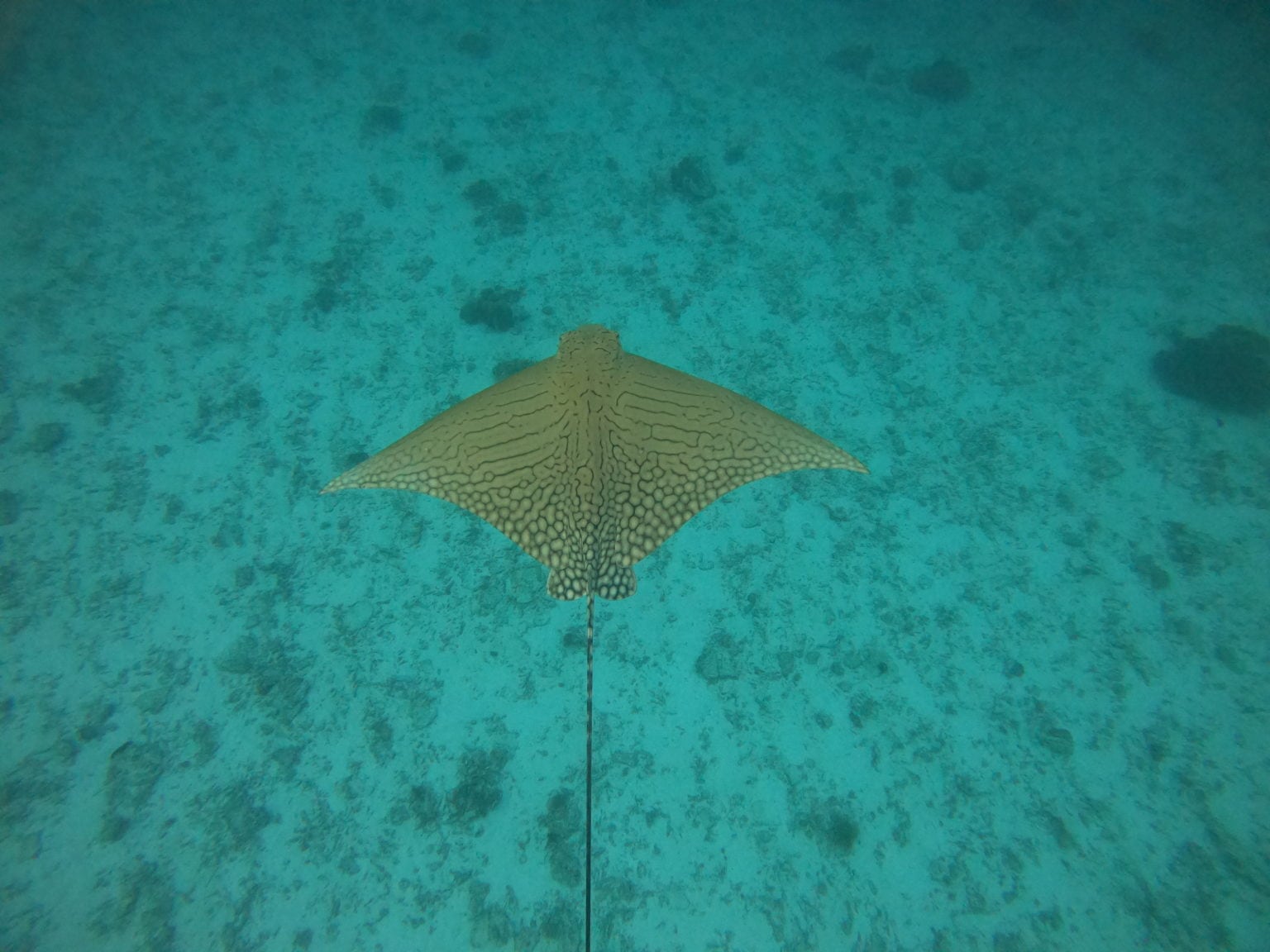Rare species of eagle ray spotted on the Great Barrier Reef ...