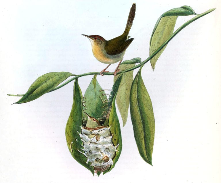 The tailorbird’s nest-making has to be seen to be believed - Australian ...