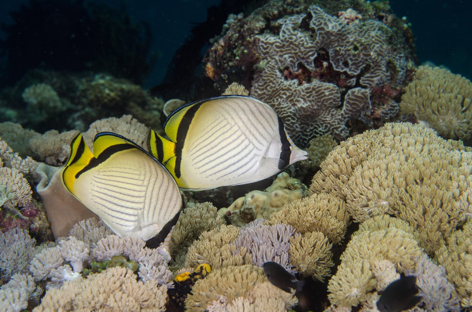 The wrought-iron butterflyfish is the most metallic of all fish ...