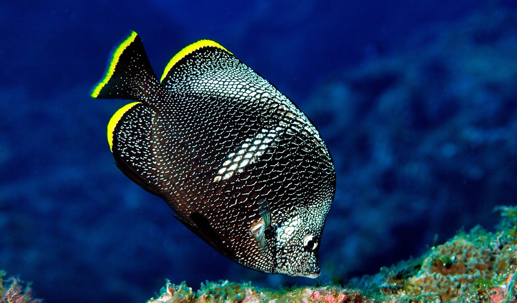The wrought-iron butterflyfish is the most metallic of all fish ...