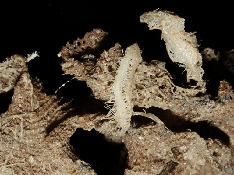 The weird worms of Australia's abyss - Australian Geographic