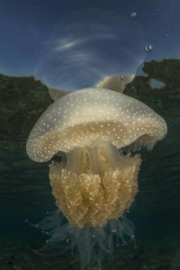 The blooming marvellous world of Australia's jellyfish: in pictures