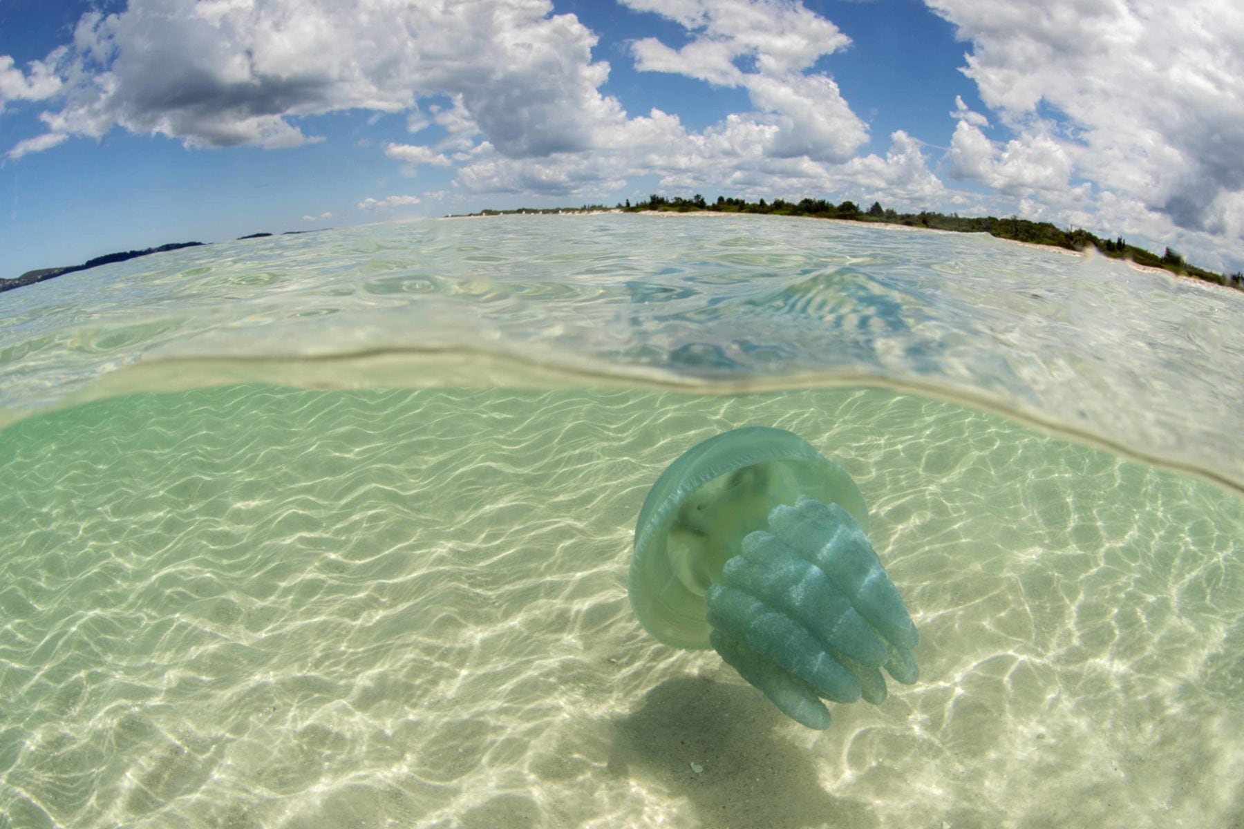 The blooming marvellous world of Australia's jellyfish: in pictures