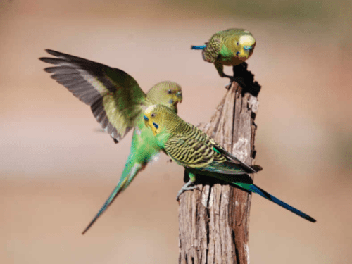It's a bird's life in Outback NSW - Australian Geographic