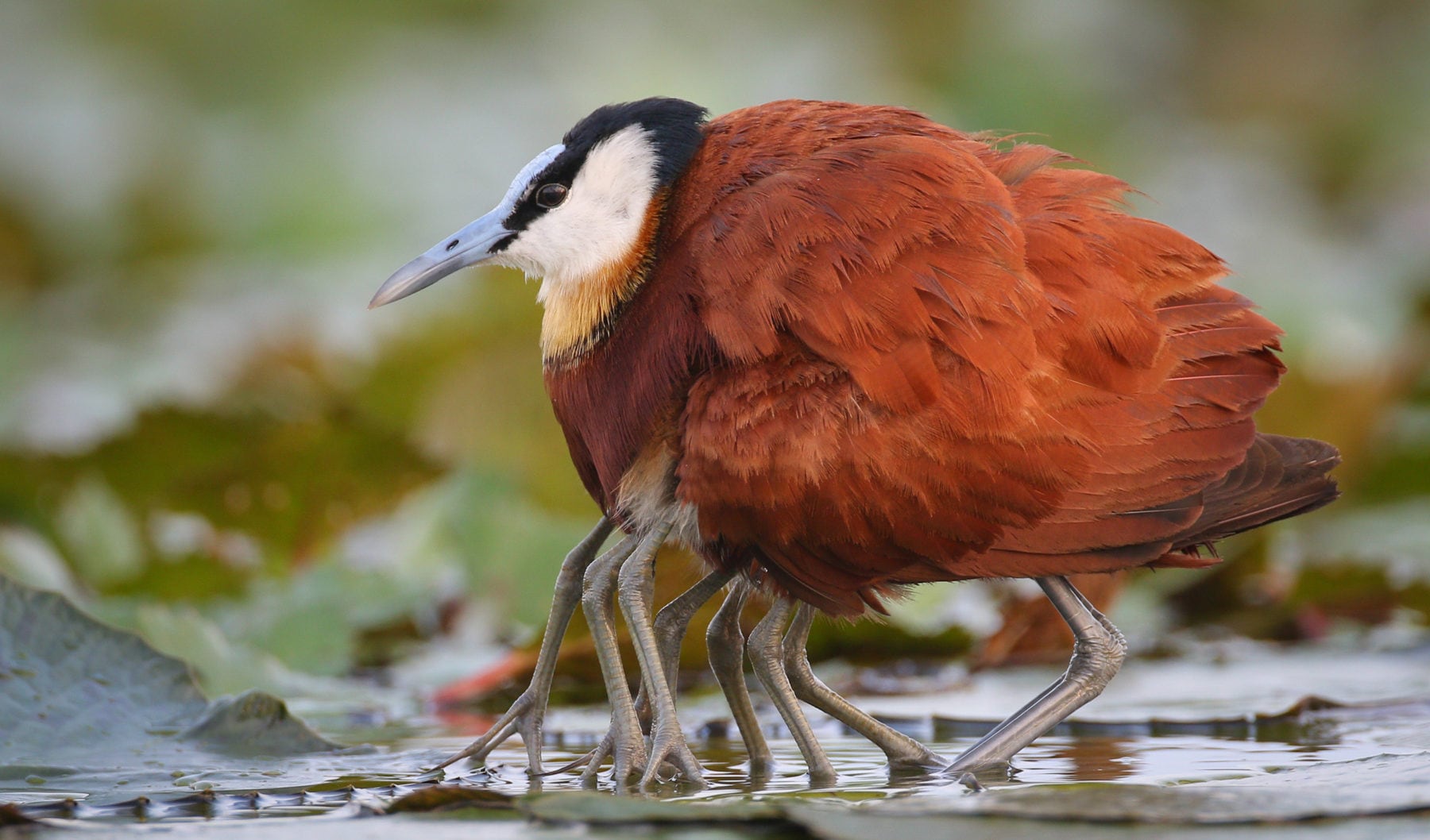 This jacana leg situation is actually adorable - Australian Geographic