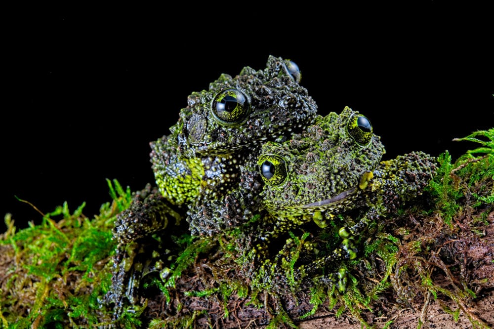 The mossy frog is the sweetest thing - Australian Geographic