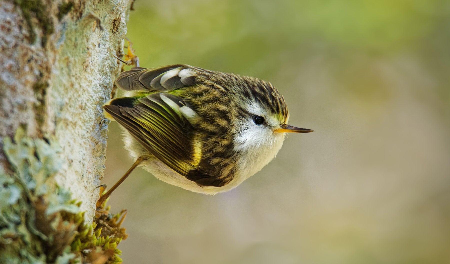 This stout little rifleman is New Zealand’s smallest bird - Australian ...