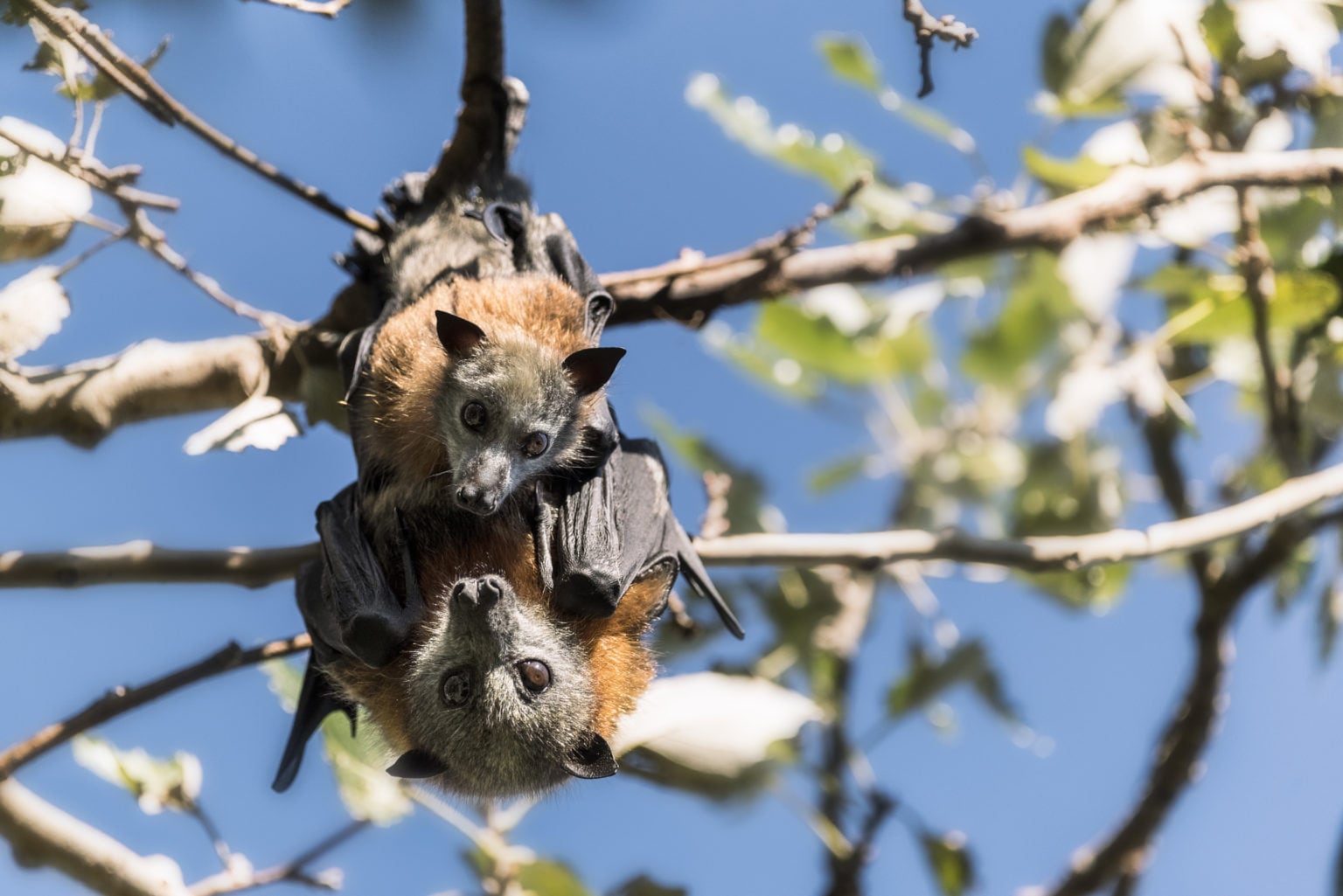 Are grey-headed flying-foxes headed for a mass starvation event ...