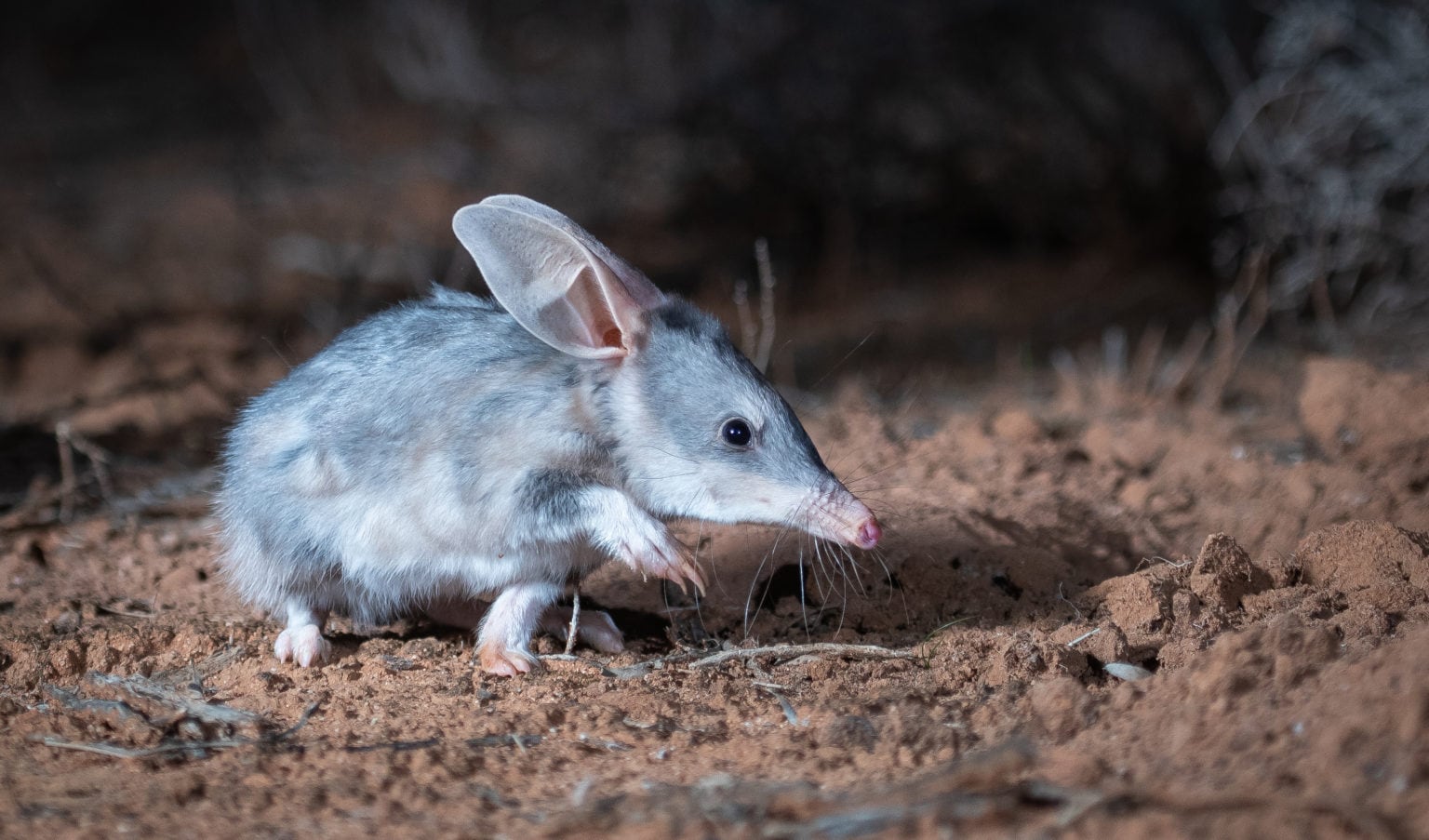 A baby bilby boom has been recorded in south-west NSW for the first ...
