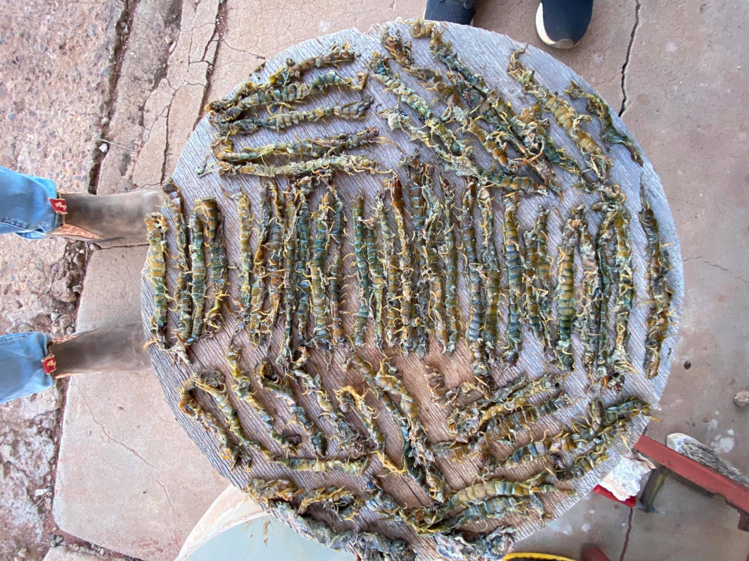 Yep, bird-eating centipedes exist - Australian Geographic