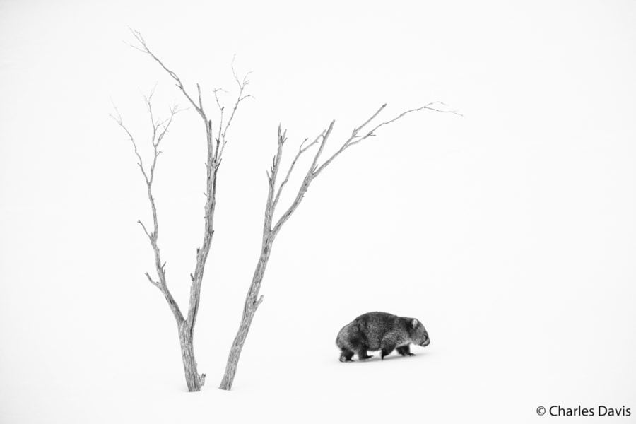 AG Nature Photographer of the Year 2020: Monochrome shortlist ...