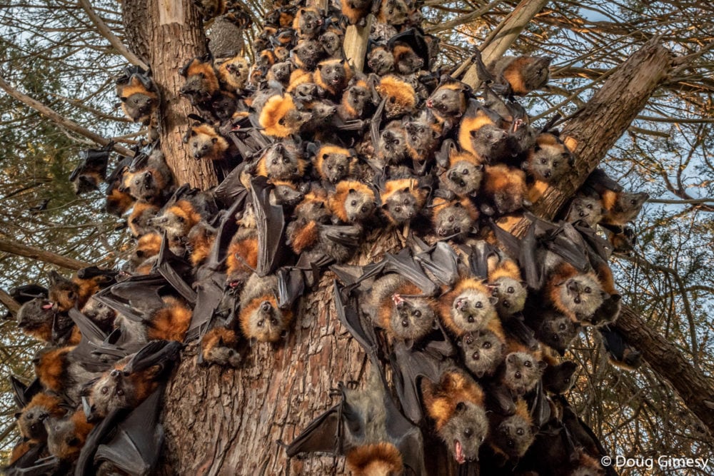 A guide to the flying-foxes of Australia- Australian Geographic
