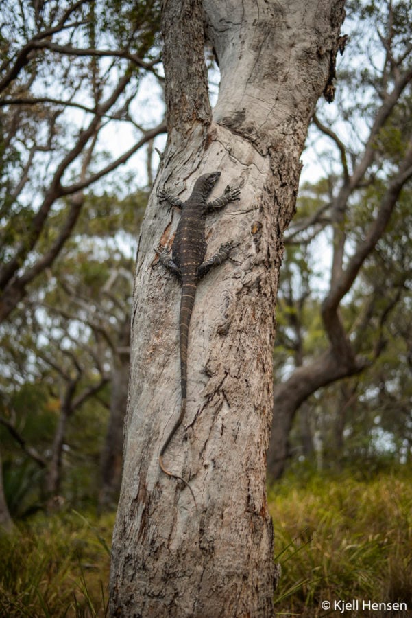 AG Nature Photographer of the Year 2020: Junior shortlist - Australian ...