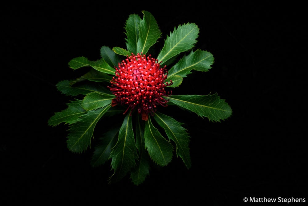 Shortlisted images: 2020 Australian Geographic nature photography ...