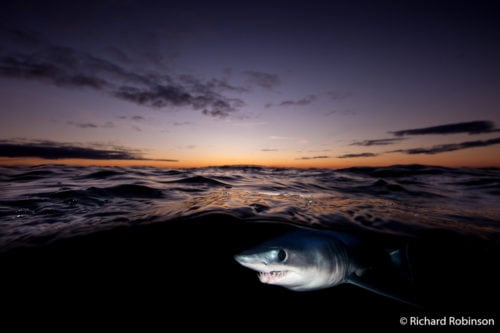 AG Nature Photographer of the Year 2020: Threatened species shortlist ...